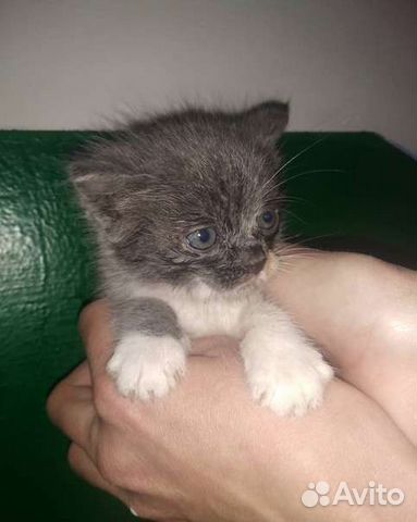 Котеночку очень нужен дом, 2 месяца