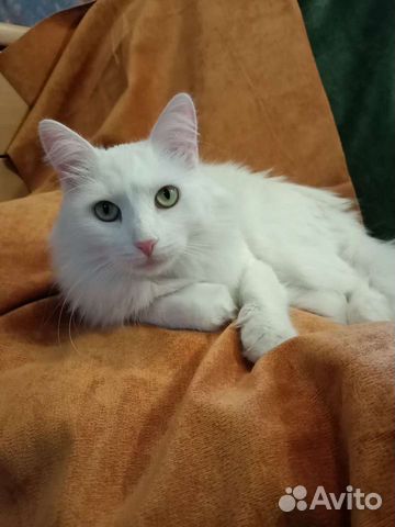 Самый уютный кот ищет