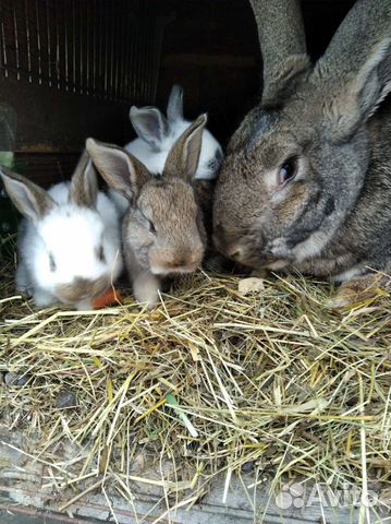 Продаю крольчат