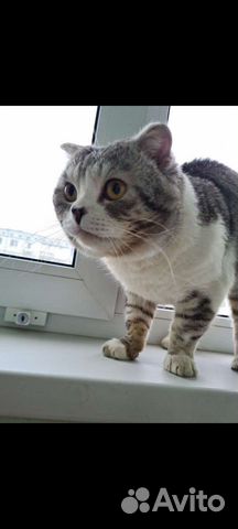 Найден кот
