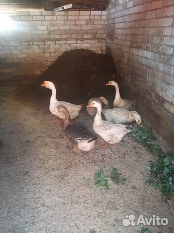 Продаю гусей