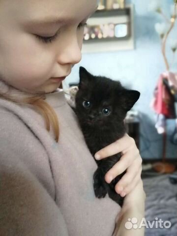 Опасные полубританские котята