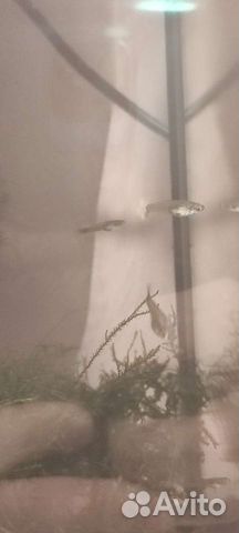 Мальки самок гуппи