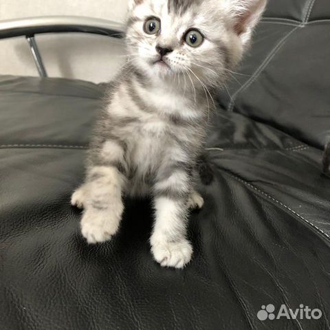 Британская