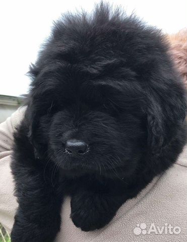 Кобель ньюфаундленда