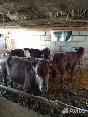 Коровы с телятами