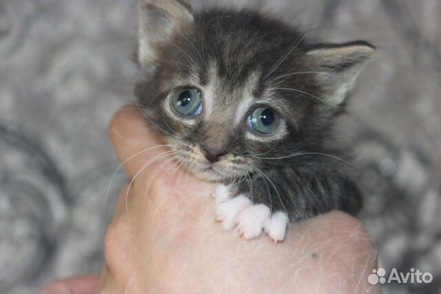 Три богатыря