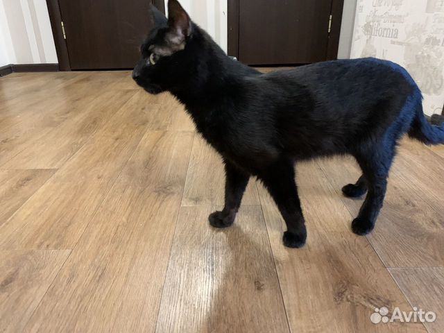 Найден черный кот