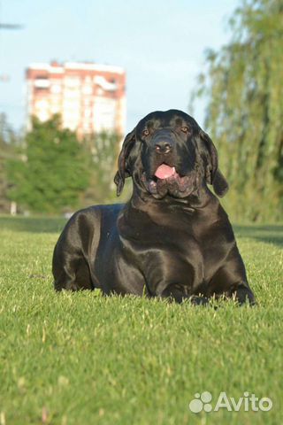 Собаки щенки