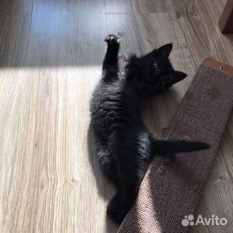 Малышка чернуша ищет семью