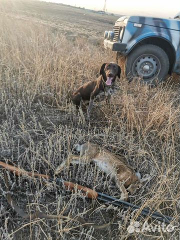 Собаки щенки курцхара