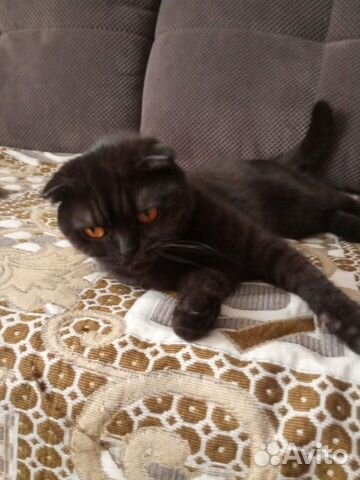 Шотландская кошка. отдам в хорошие руки