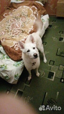 Собака в добрые руки мальчик