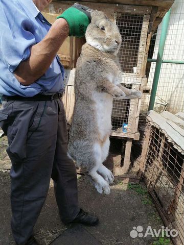 Кролик племянной