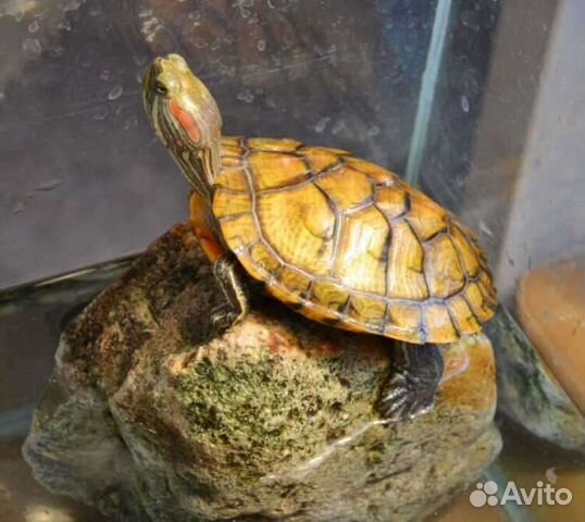Красноухая черепаха с аквариумом