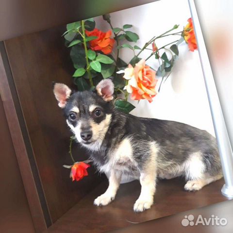 Мини собачка в добрые руки