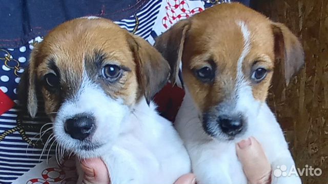 Джек Рассел терьер