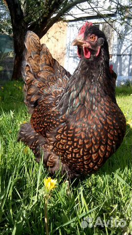 Куры Барневельдер