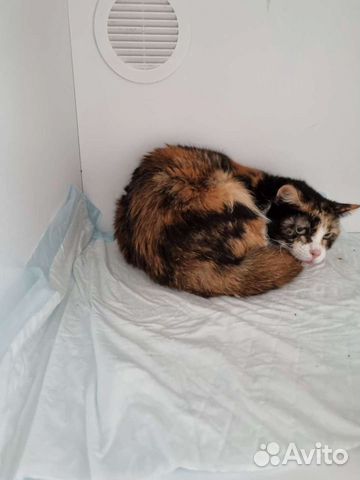 Трехцветная кошка Эля без зубов в дар