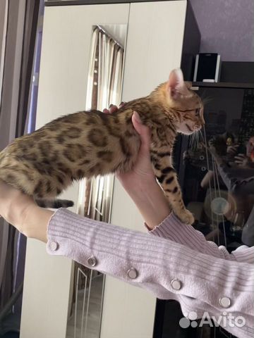 Бенгальская кошечка