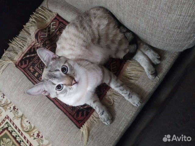 Отдам кота в хорошие руки