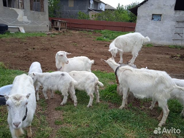 Зааненские козы