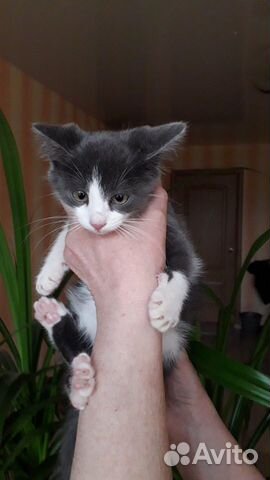 Котята в добрые руки бесплатно