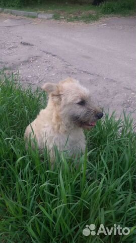 Терьеристый мальчик