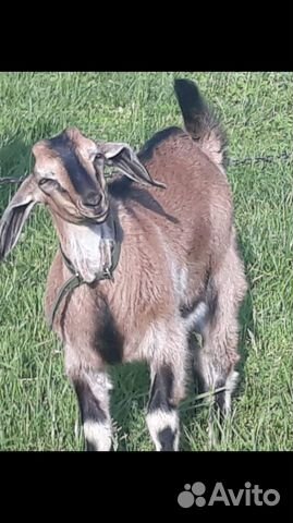 Козленок нубийский