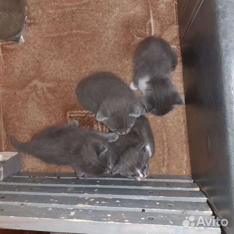 Британские котята