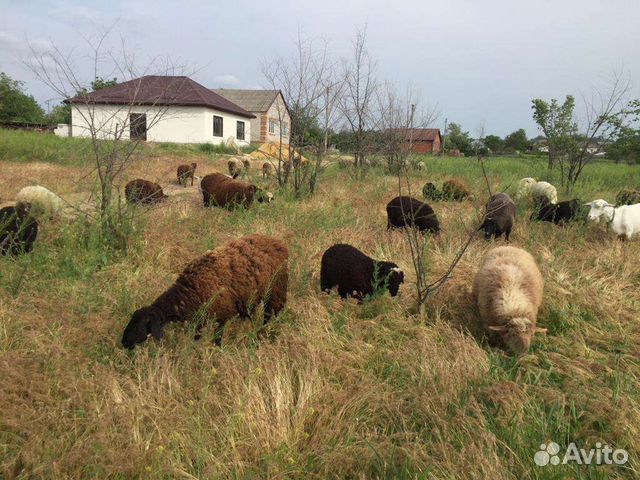 Продаются 23 матки