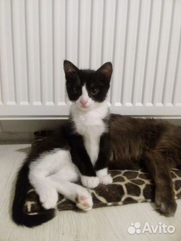 Котенок в добрые руки