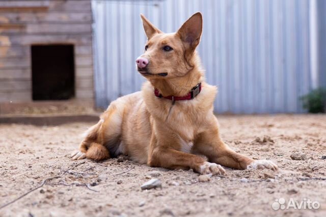 Рыжая красавица собака в добрые руки