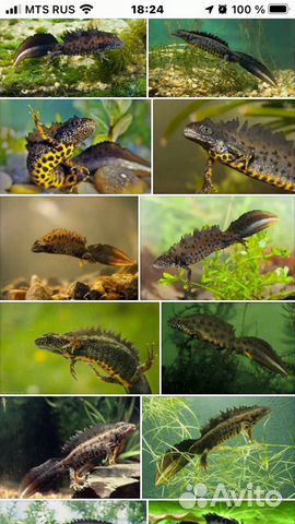 Тритон гребенчатый