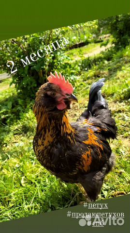 Петухи молодые