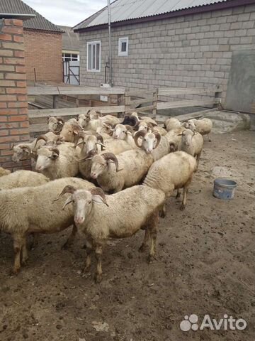 Овцы бараны
