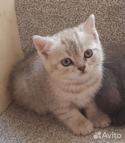 Британские котята