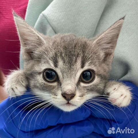 Котенок Пучеглазик в добрые руки