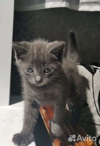 Отдам котят в добрые руки