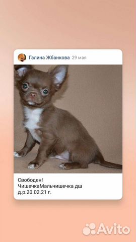 Чишкидетишки
