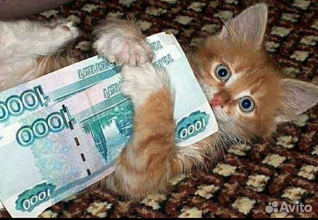 Котенок Ватсон
