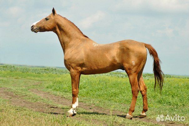 Аренда жеребца на месяц