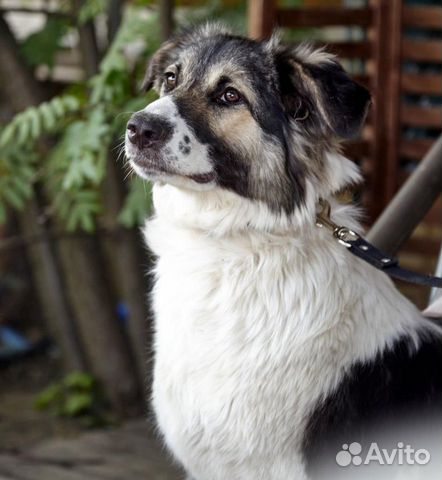 Тоша. Нежная собака в добрые руки