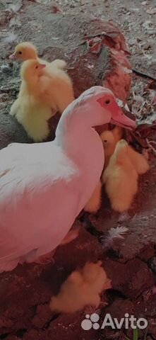 Белые мускусные утки(идоутка, шептуны)