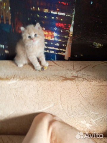 Продажа котёнка