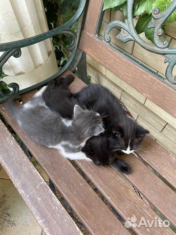 Котята 2 мальчика, 1 девочка, и кошка