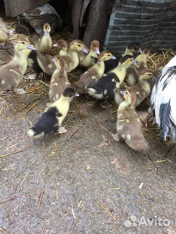 Утята индоутки