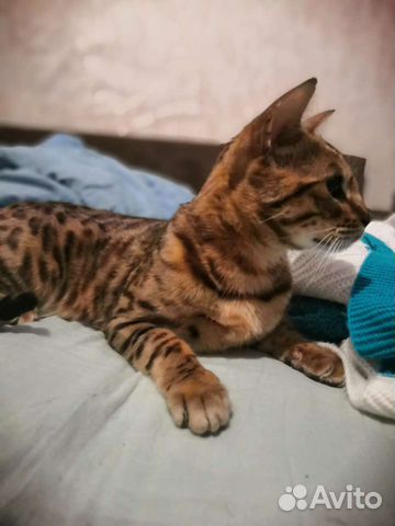 Бенгальская кошка
