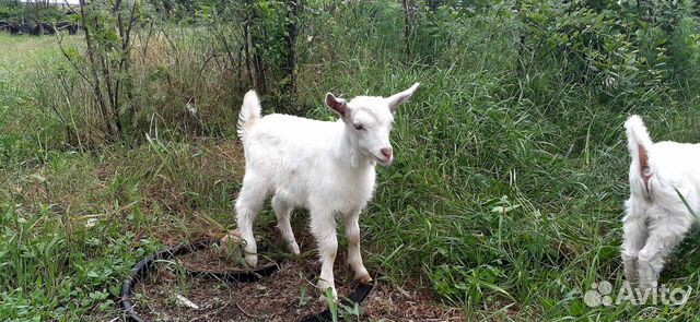 Продаются месячные козлята