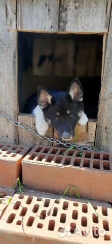 Продам щенка